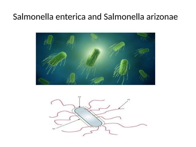 Salmonella typhi bacteria with all details | PPTX