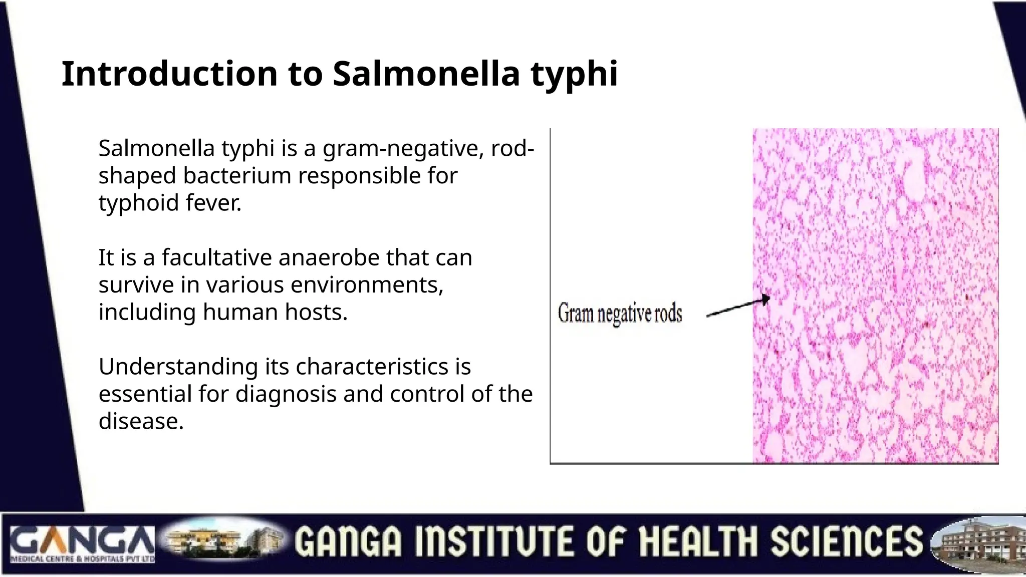 Salmonella typhi morphology,cultural characteristics,pathogenesis ...