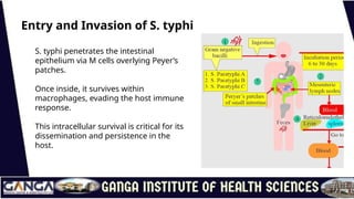 Salmonella typhi morphology,cultural characteristics,pathogenesis ...