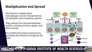Salmonella typhi morphology,cultural characteristics,pathogenesis ...