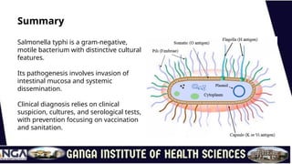 Salmonella typhi morphology,cultural characteristics,pathogenesis ...