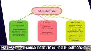 Salmonella typhi morphology,cultural characteristics,pathogenesis ...