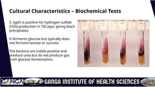 Salmonella typhi morphology,cultural characteristics,pathogenesis ...