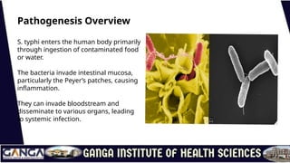 Salmonella typhi morphology,cultural characteristics,pathogenesis ...