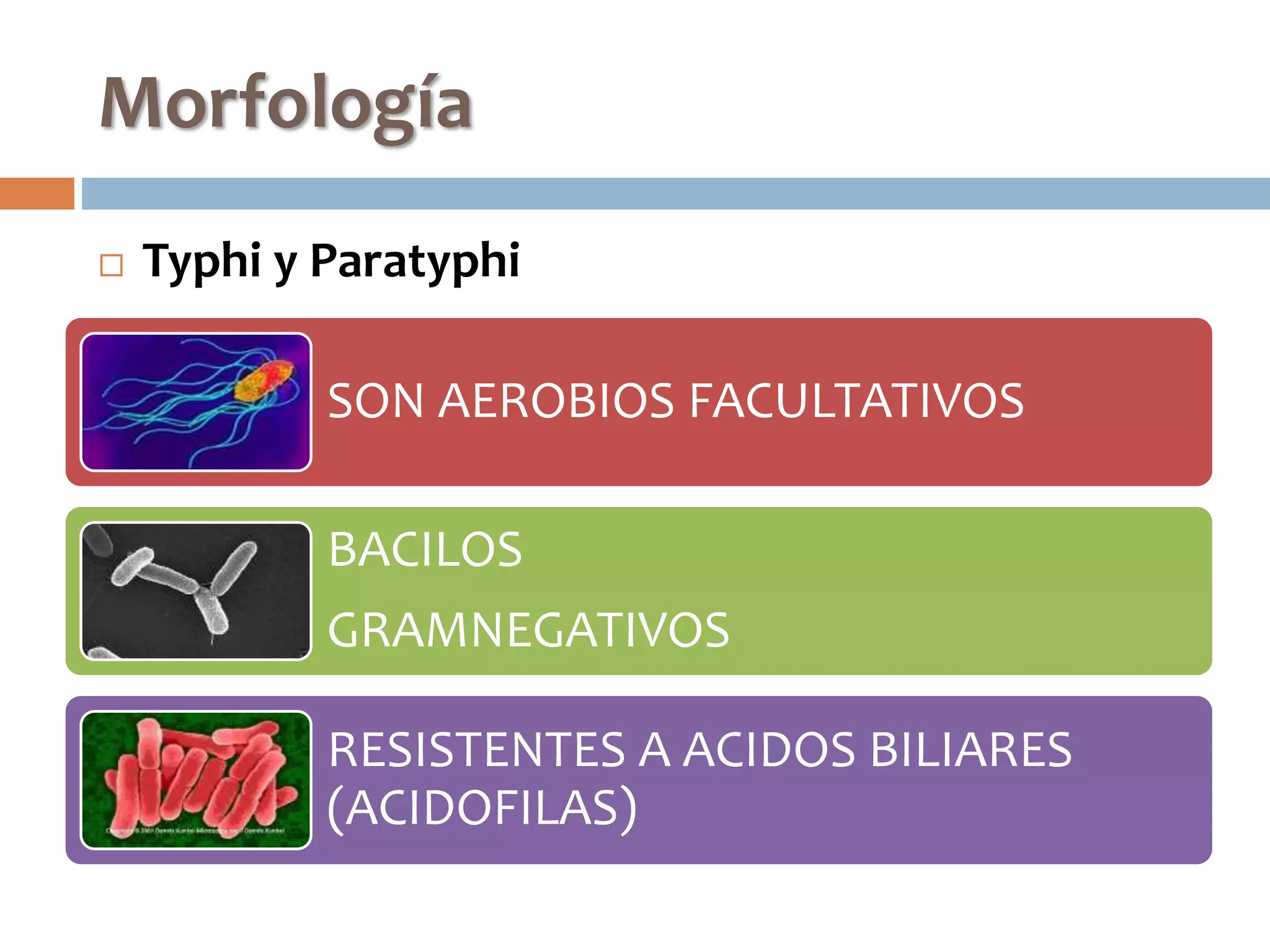 Salmonella (typhi, paratyphi, shigella), Tifoidea | PPTX
