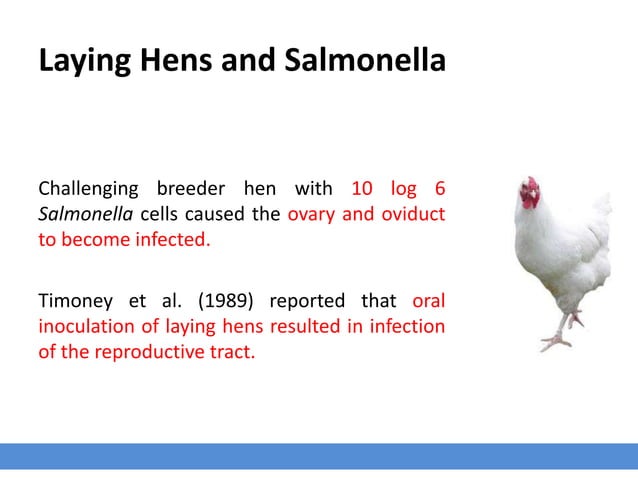 Salmonella in poultry | PPTX