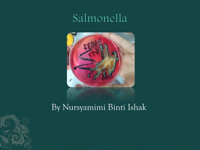 Salmonella | PPT | Infectious Diseases | Diseases and Conditions