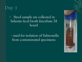 Salmonella | PPT | Infectious Diseases | Diseases and Conditions