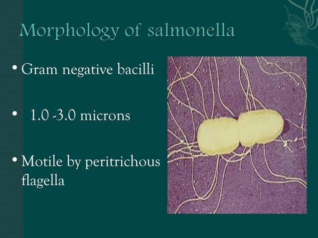 Salmonella | PPT | Infectious Diseases | Diseases and Conditions