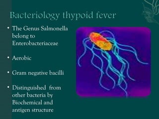 Salmonella | PPT | Infectious Diseases | Diseases and Conditions