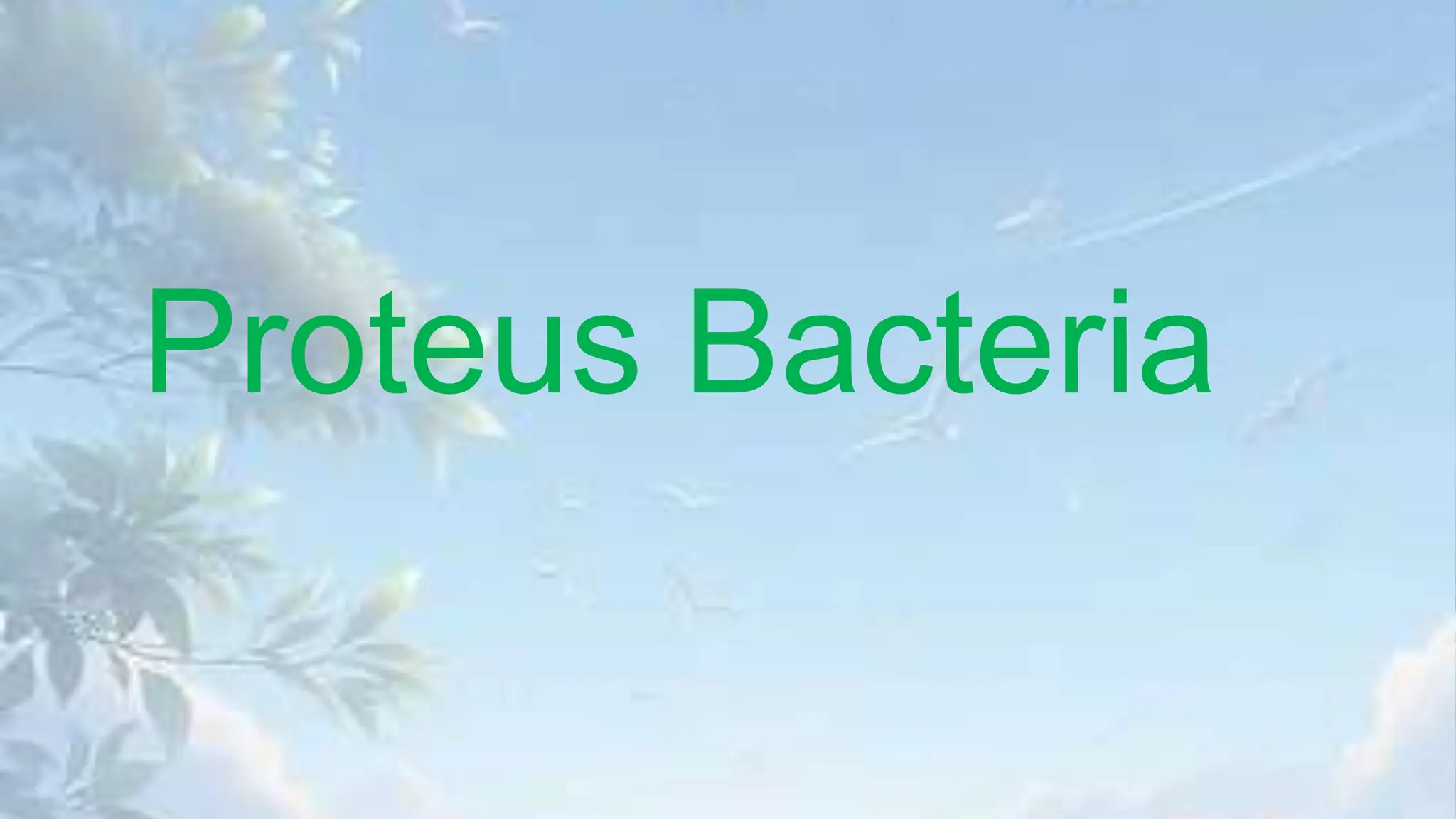 Microbiology- Bacteriology - Salmonella, Shigella & Proteus | PPTX