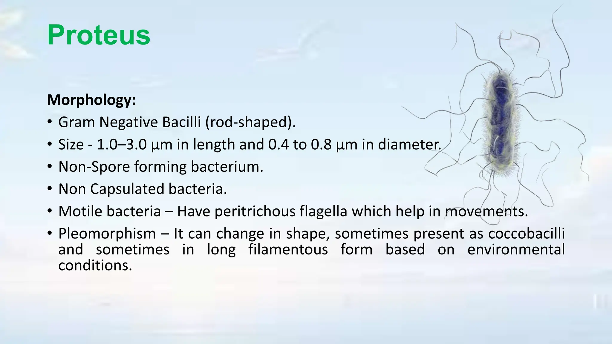Microbiology- Bacteriology - Salmonella, Shigella & Proteus | PPTX