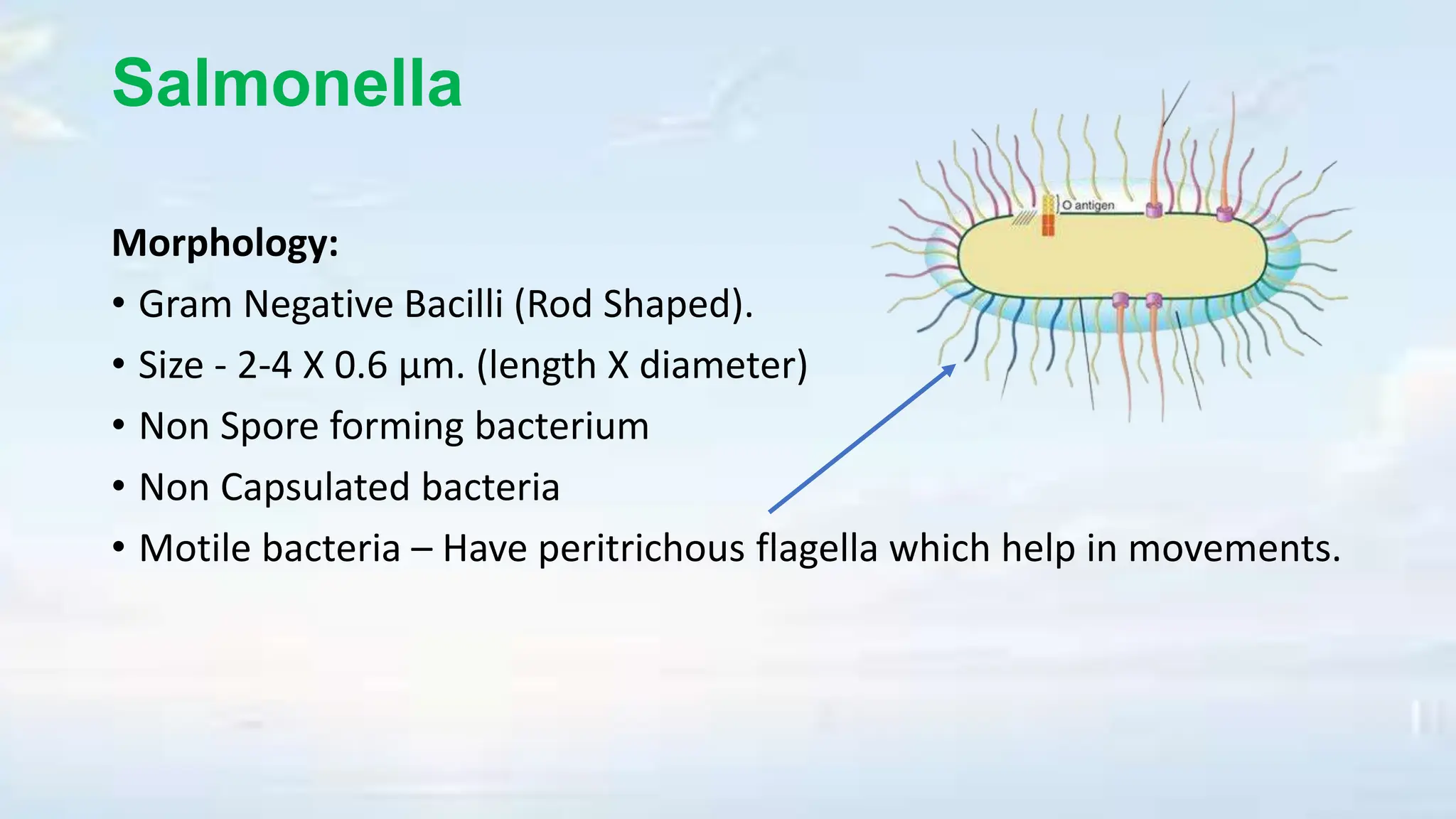 Microbiology- Bacteriology - Salmonella, Shigella & Proteus | PPTX
