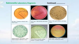 Microbiology- Bacteriology - Salmonella, Shigella & Proteus | PPTX