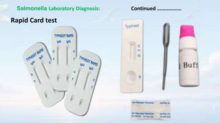 Microbiology- Bacteriology - Salmonella, Shigella & Proteus | PPTX