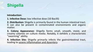 Microbiology- Bacteriology - Salmonella, Shigella & Proteus | PPTX