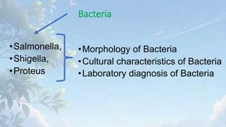 Microbiology- Bacteriology - Salmonella, Shigella & Proteus | PPTX