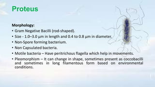Microbiology- Bacteriology - Salmonella, Shigella & Proteus | PPTX