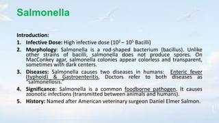 Microbiology- Bacteriology - Salmonella, Shigella & Proteus | PPTX