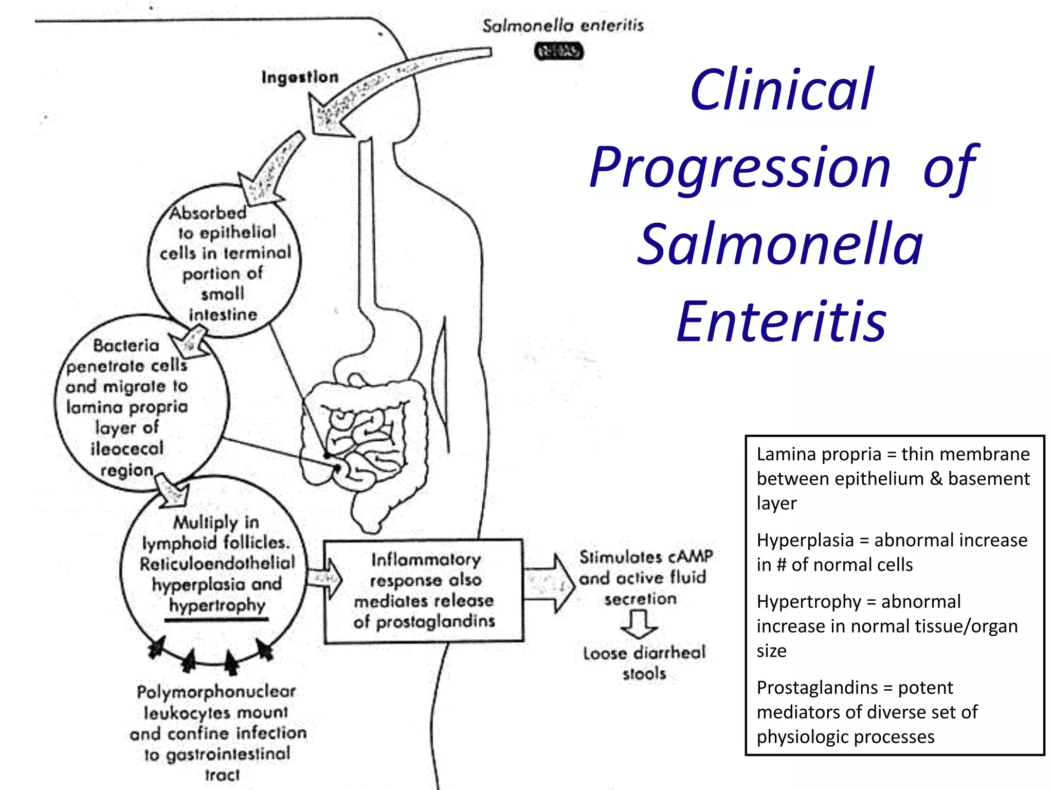 Salmonella Shigella Yersinia.ppt