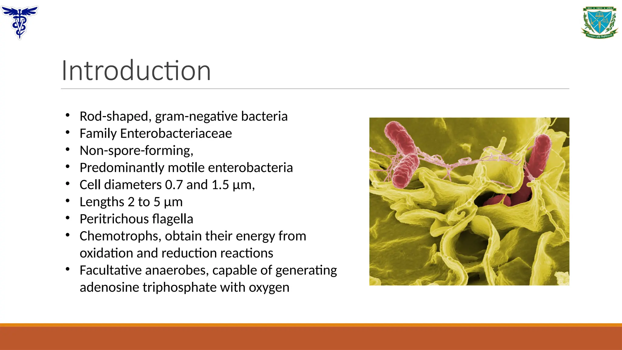 Salmonella toxins produced by different Salmonella spp. and their toxic effects | PPTX