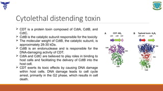 Salmonella toxin with their toxic effects | PPTX