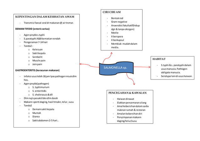 Salmonella typhi | DOCX