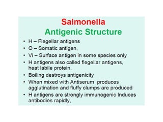 Salmonella Typhi Structure