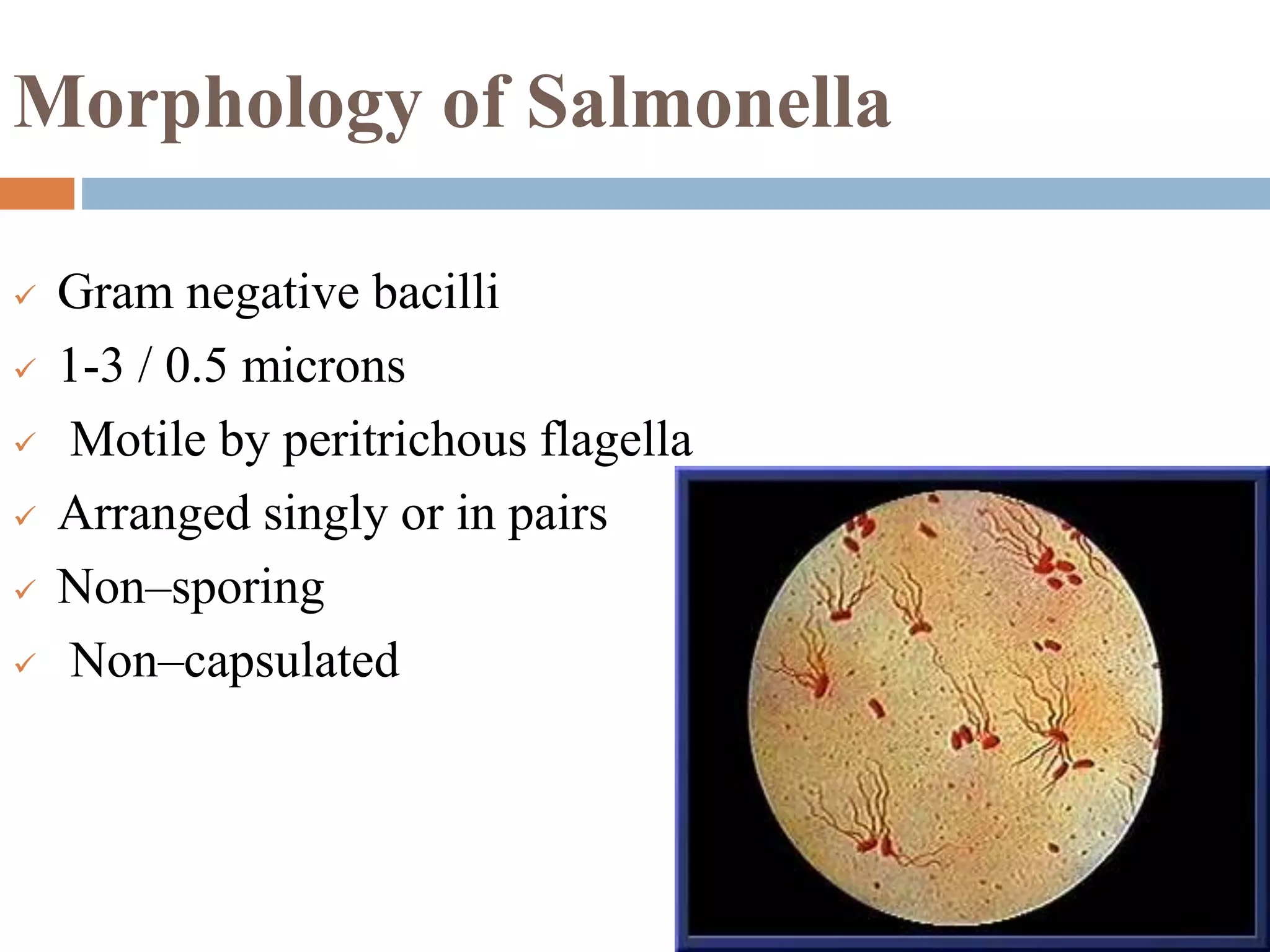 Salmonella typhi | PPTX