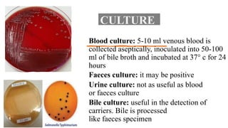 Salmonella typhi-Typhoid fever | PPTX