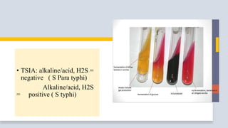 Salmonella typhi-Typhoid fever | PPTX