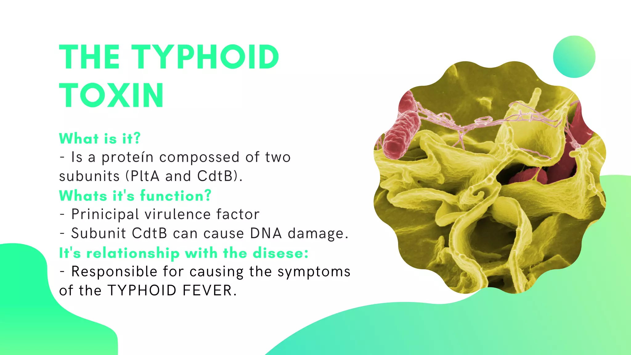 Contribution of typhoid toxin in the pathogenesis of Salmonella Typhi ...