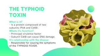 Contribution of typhoid toxin in the pathogenesis of Salmonella Typhi ...