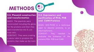 Contribution of typhoid toxin in the pathogenesis of Salmonella Typhi ...