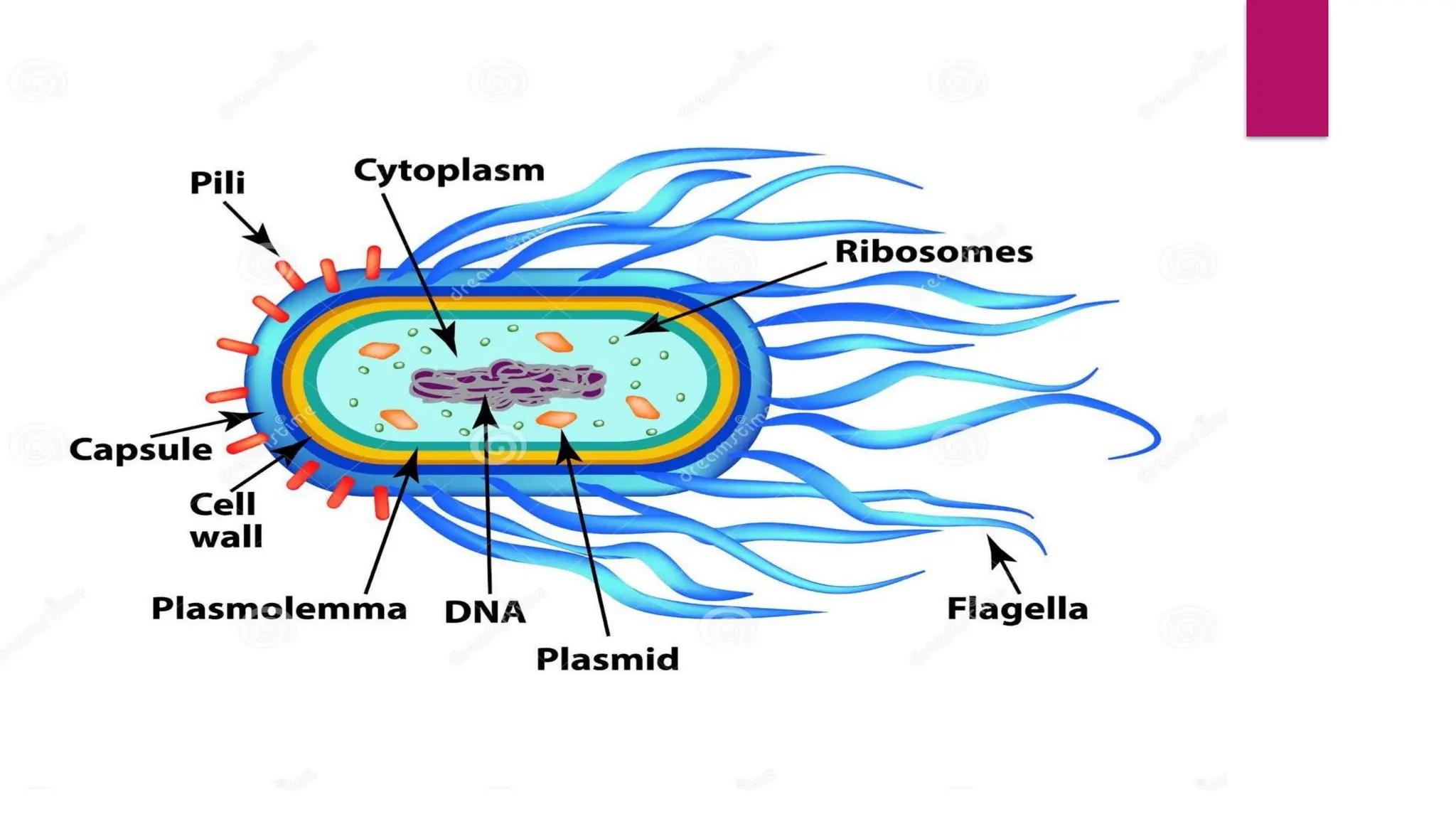 Salmonella typhi.Salmonella.SlideShare.pptx. | PPTX