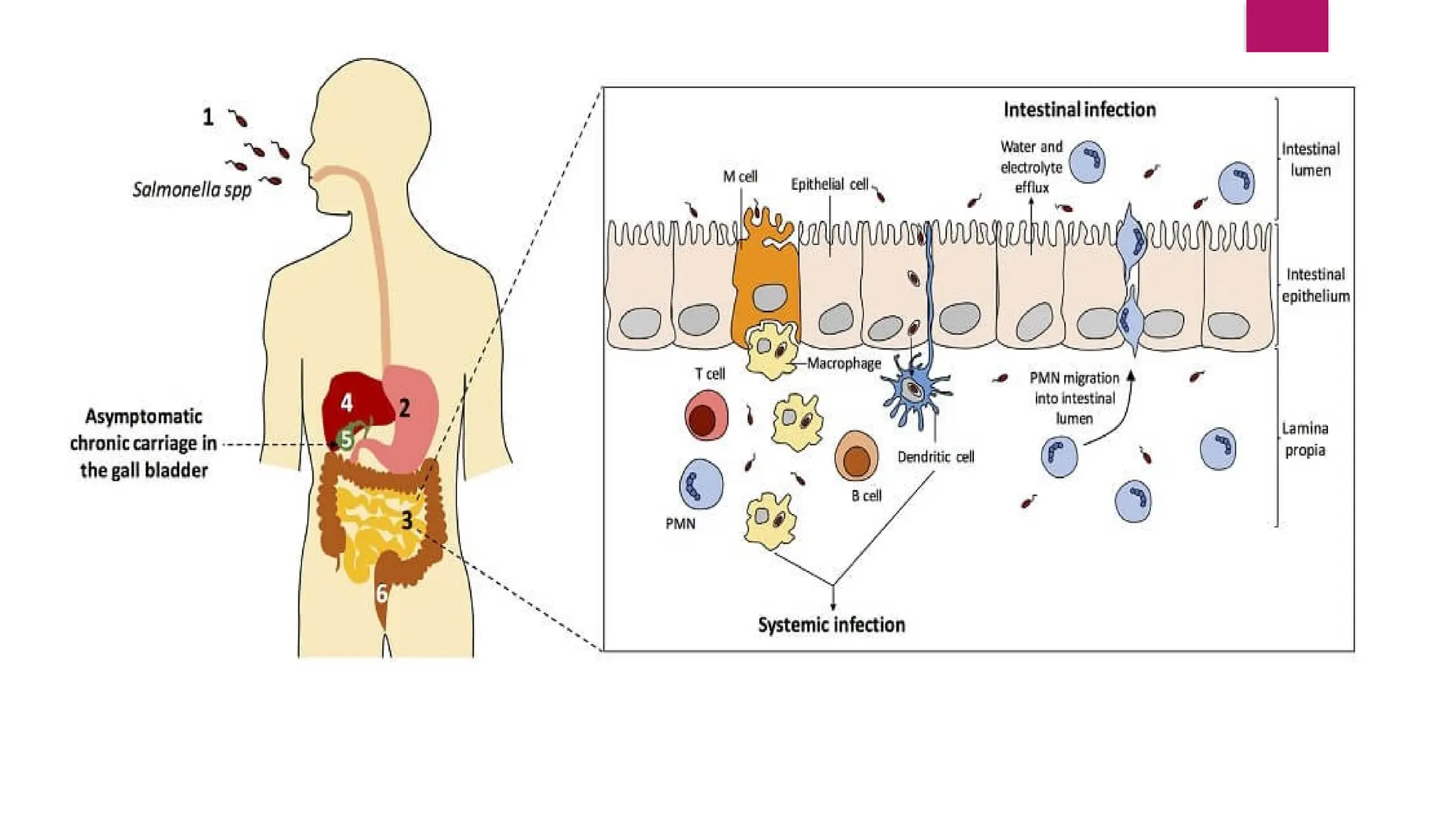 Salmonella typhi.Salmonella.SlideShare.pptx. | PPTX