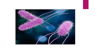 Salmonella typhi.Salmonella.SlideShare.pptx. | PPTX