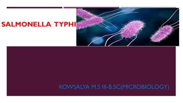 SALMONELLA TYPHI - MEDICAL BACTERIOLOGY | PDF