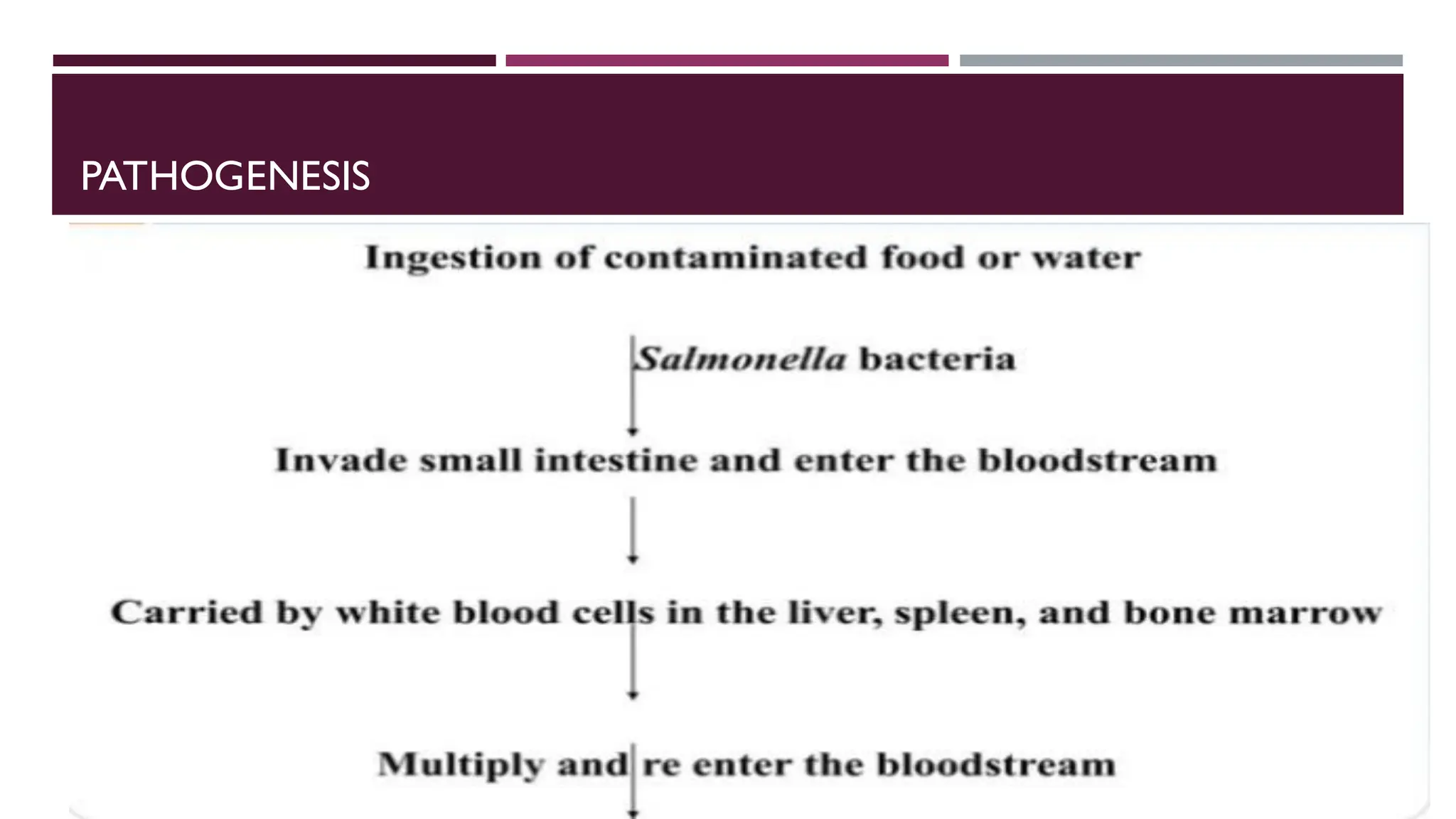 Salmonella typi - Morphology, culture characteristics, laboratory ...