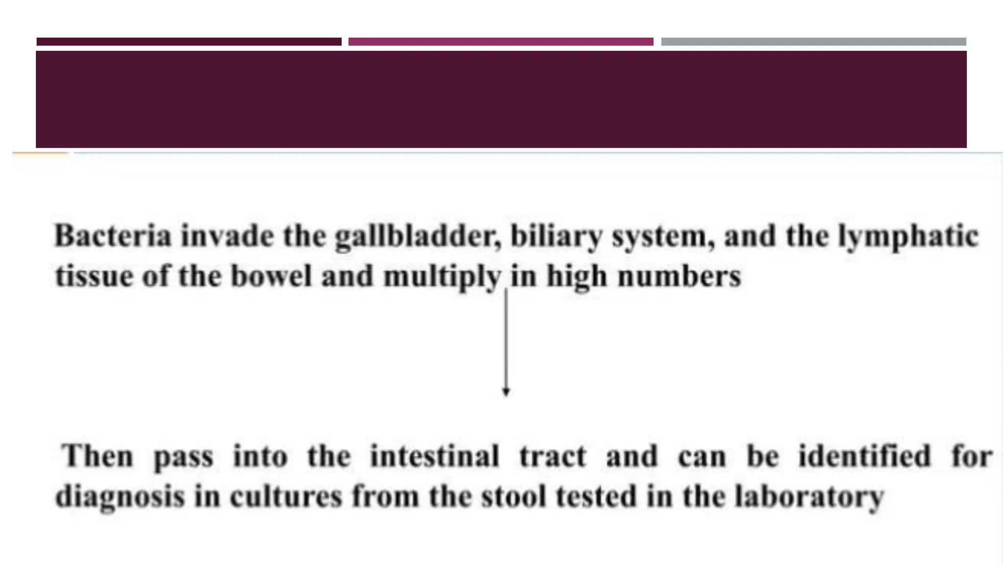 Salmonella typi - Morphology, culture characteristics, laboratory ...