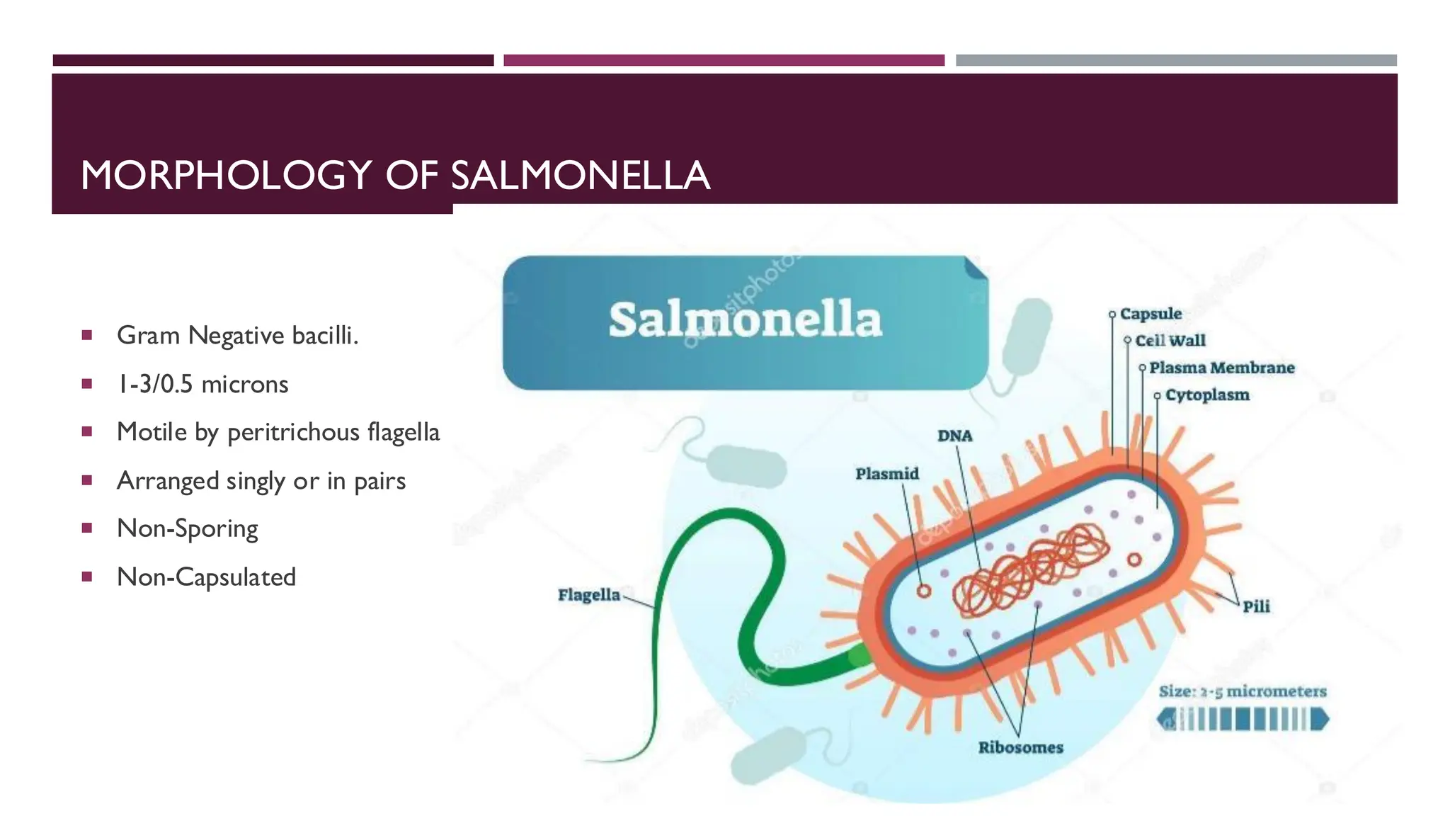 Salmonella typi - Morphology, culture characteristics, laboratory ...