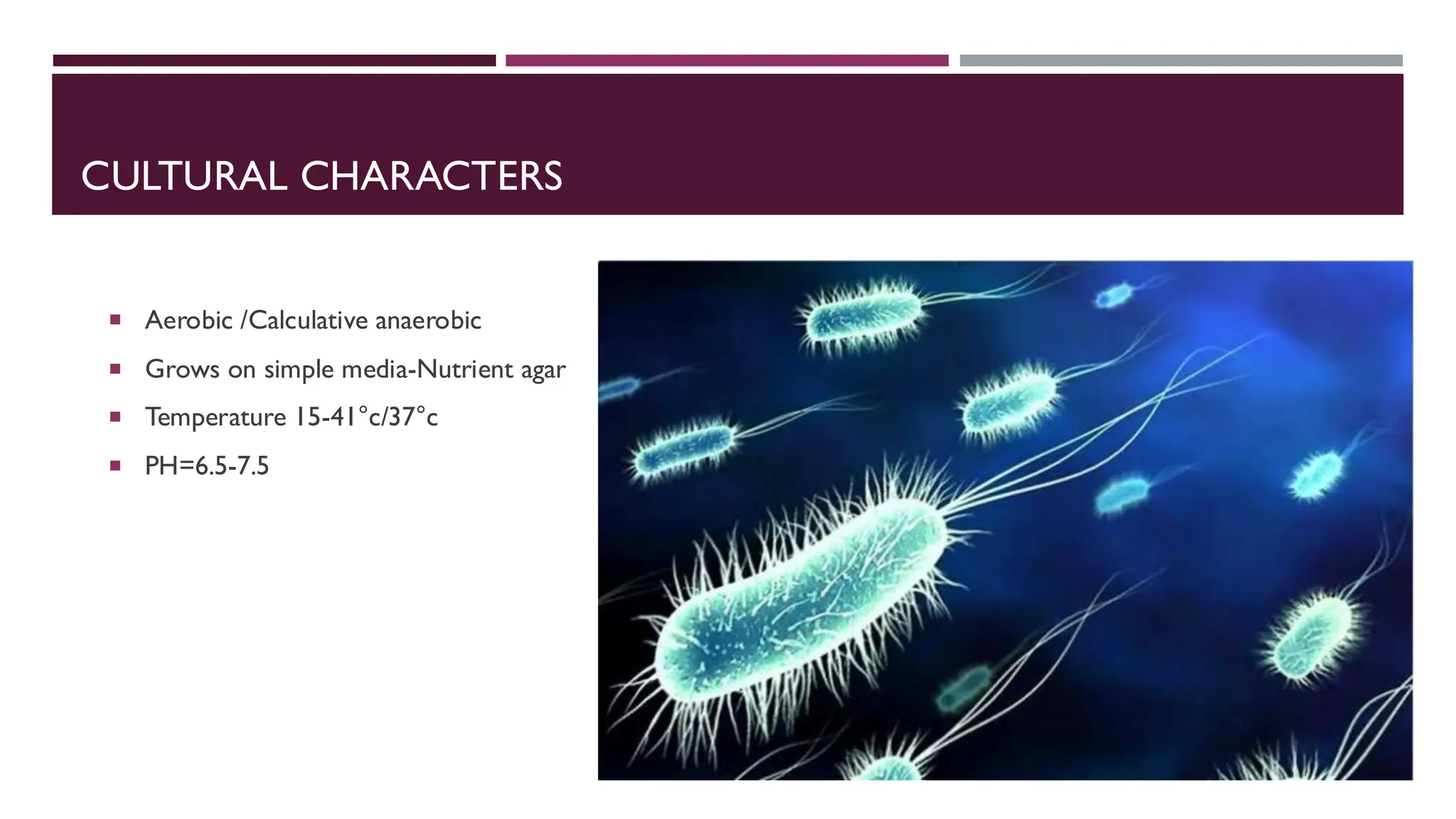 Salmonella typi - Morphology, culture characteristics, laboratory ...