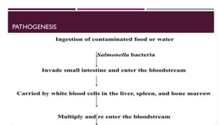 Salmonella typi - Morphology, culture characteristics, laboratory ...