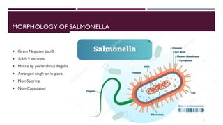 Salmonella typi - Morphology, culture characteristics, laboratory ...