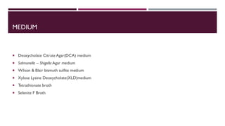 Salmonella typi - Morphology, culture characteristics, laboratory ...