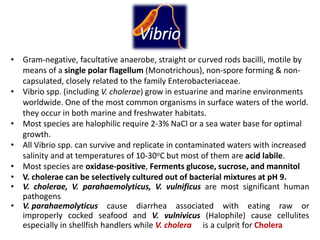 Salmonella & Vibrio Cholerae an overview.pdf