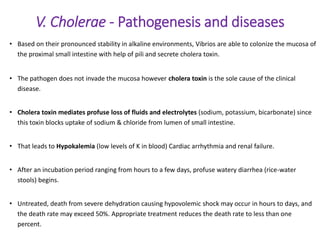 Salmonella & Vibrio Cholerae an overview.pdf