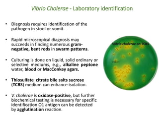 Salmonella & Vibrio Cholerae an overview.pdf