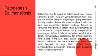 Salmonellosis pada hewan besar sapi babi dan kuda | PPTX