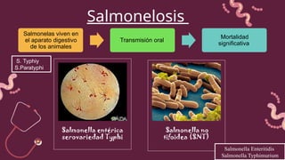SALMONELOSIS tiphy y no thipy en pediatría | PPTX